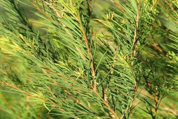 How to make a tea tree mouthwash? – Y-Brush USA